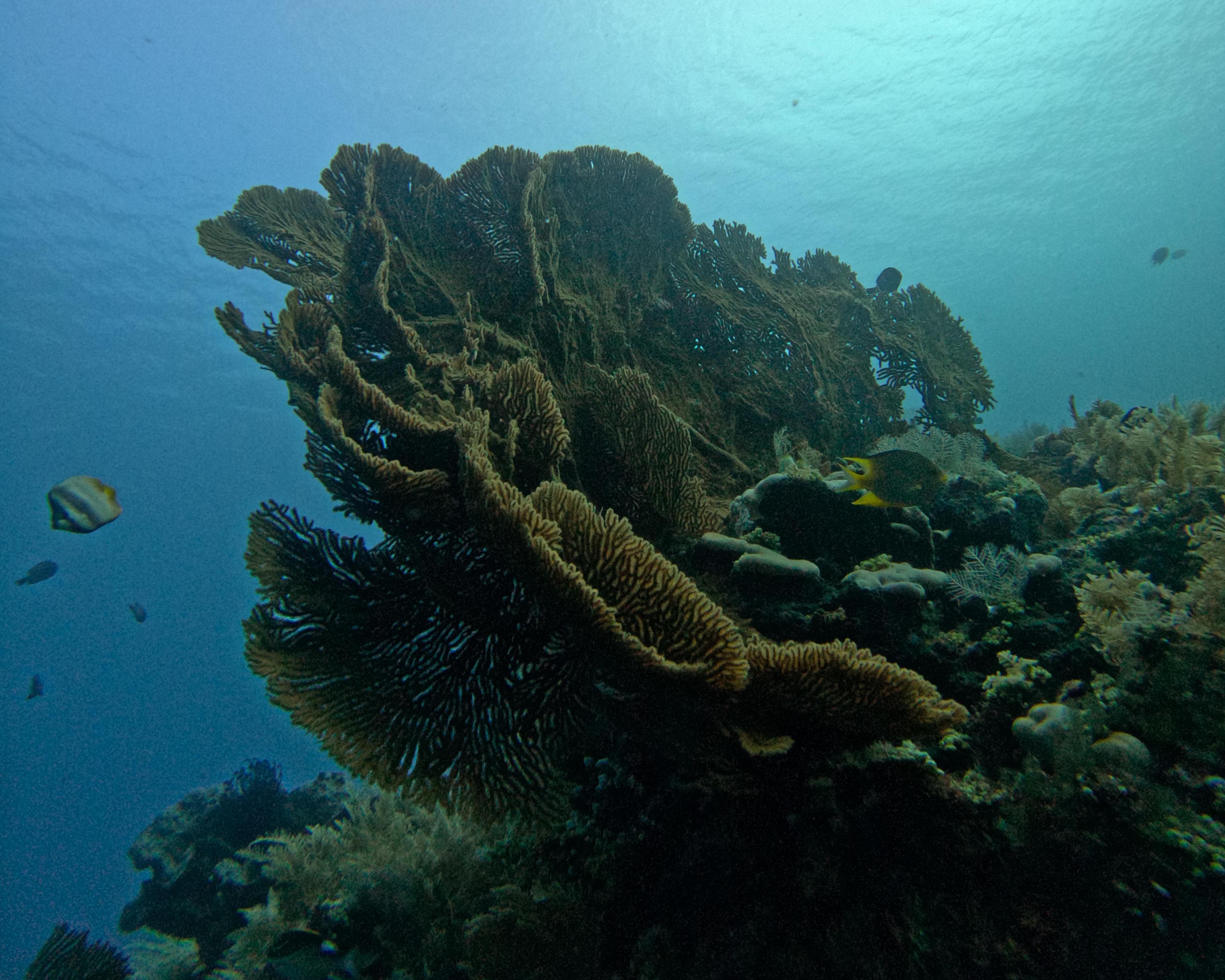 Bali Dive Cove - Amed Wall